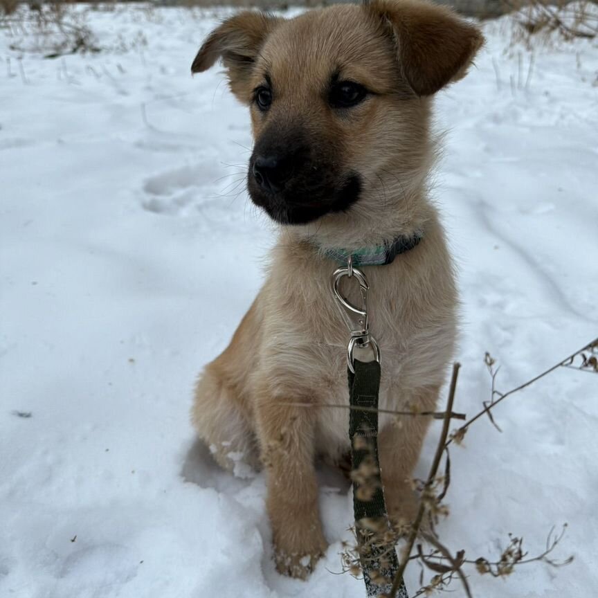 Щенок в добрые руки
