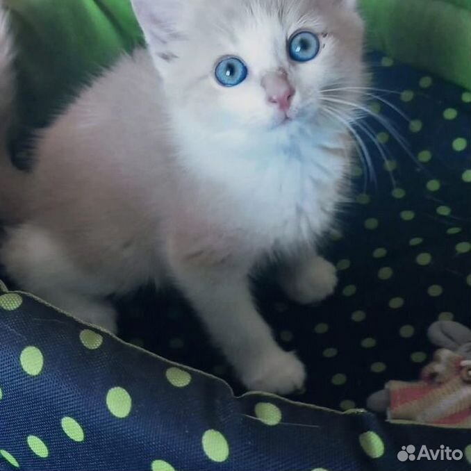 Котенок мальчик остался один