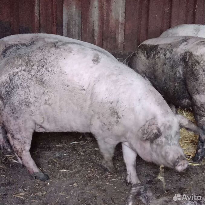 Свиньи на племя