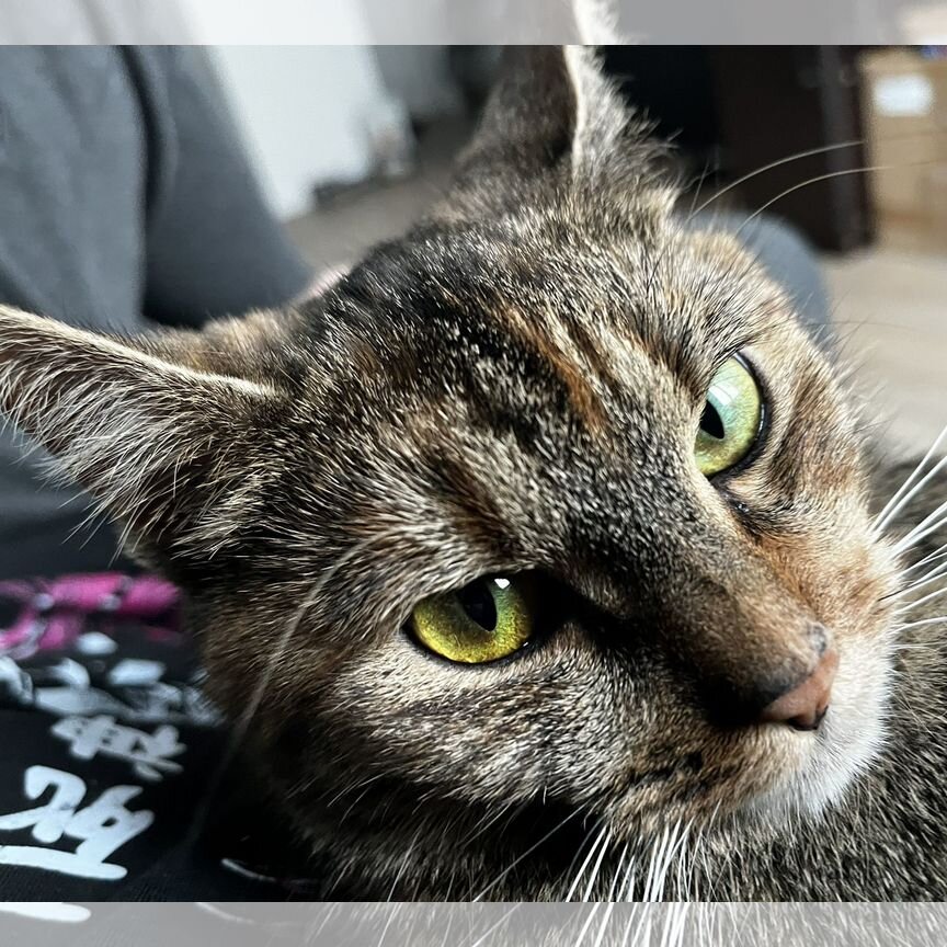 Взрослая, кошка в добрые руки