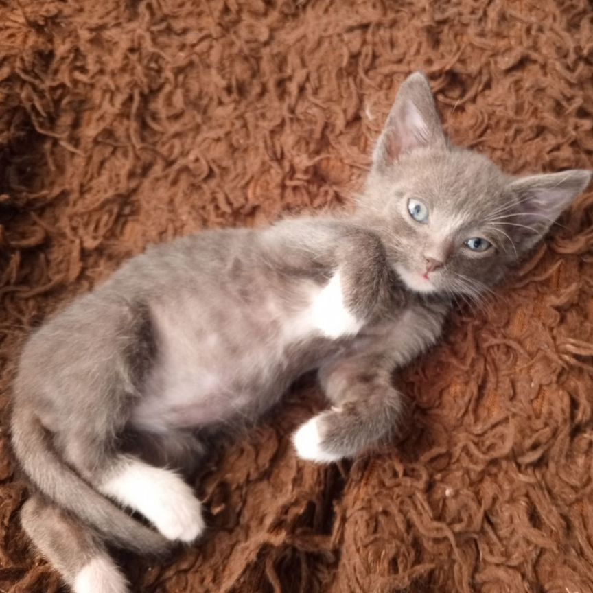 Котёнок в добрые руки