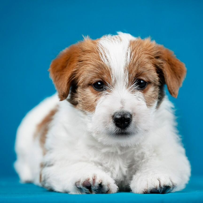 Щенки джек рассел терьер