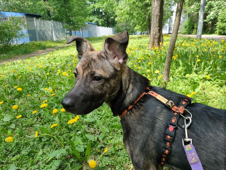 Щенок в добрые руки бесплатно