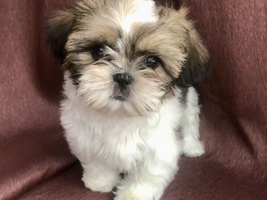 Ши-тцу щенки