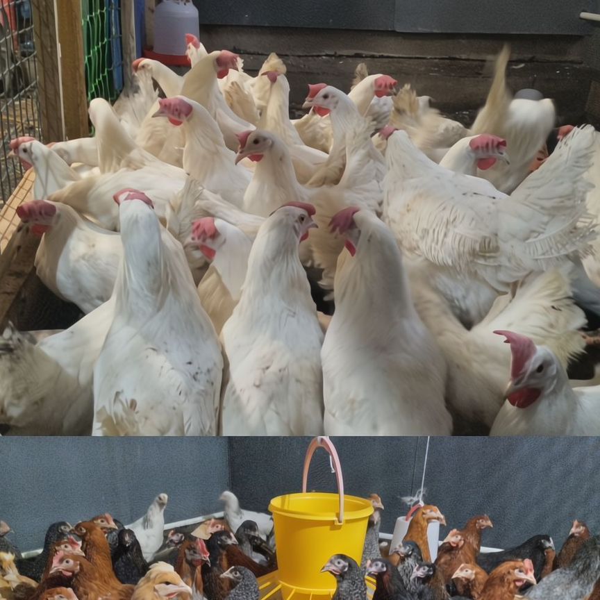 Куры несушки