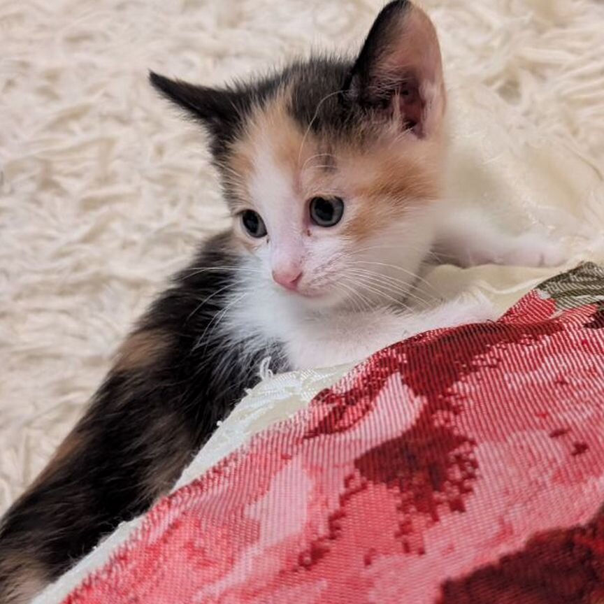 Котёнок в добрые руки