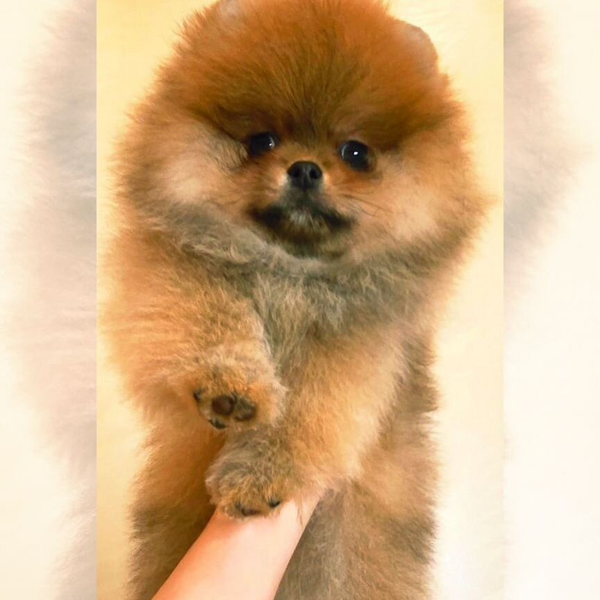 Померанский шпиц, щенок