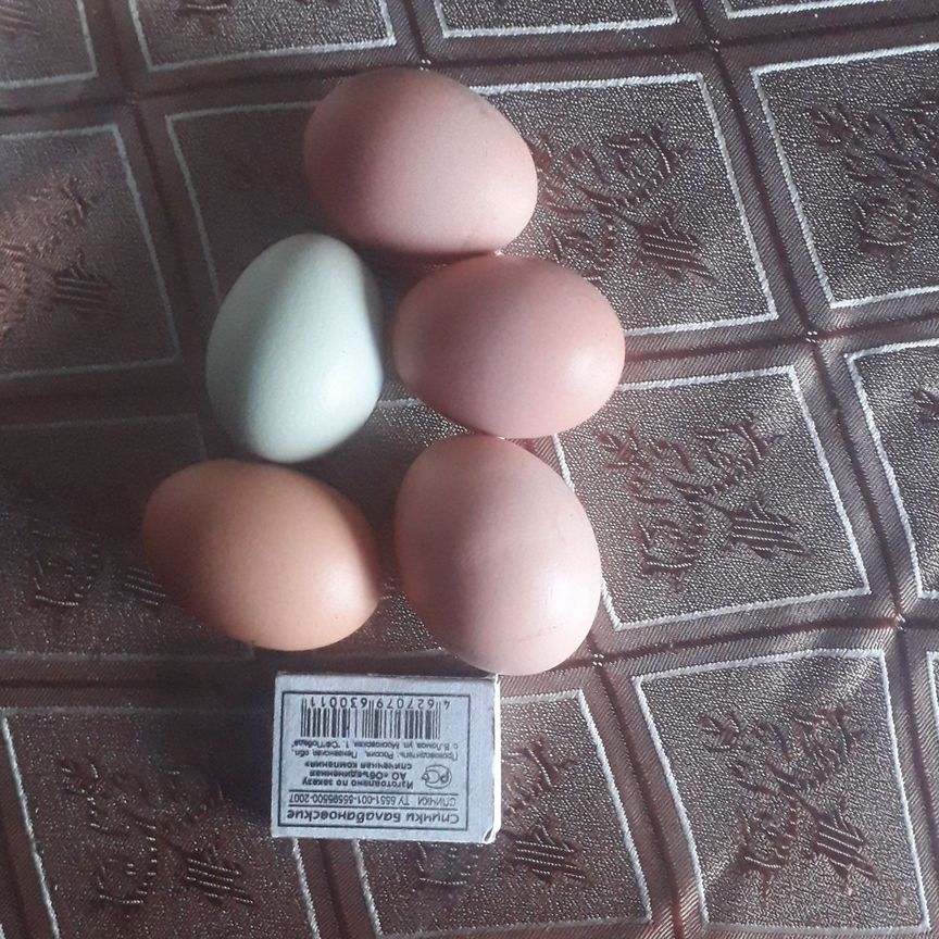 Яйца домашние куриные