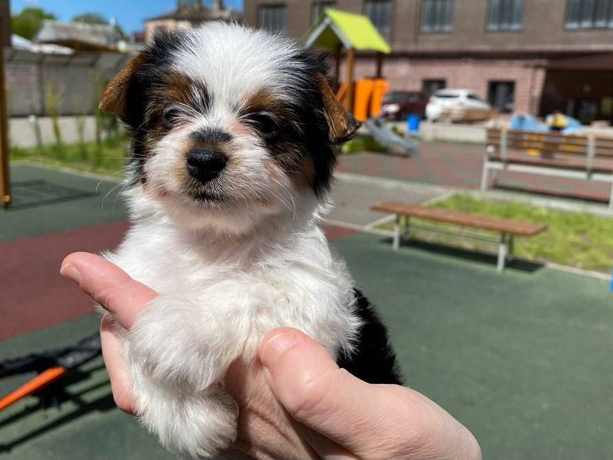 Йоркширский терьер щенки