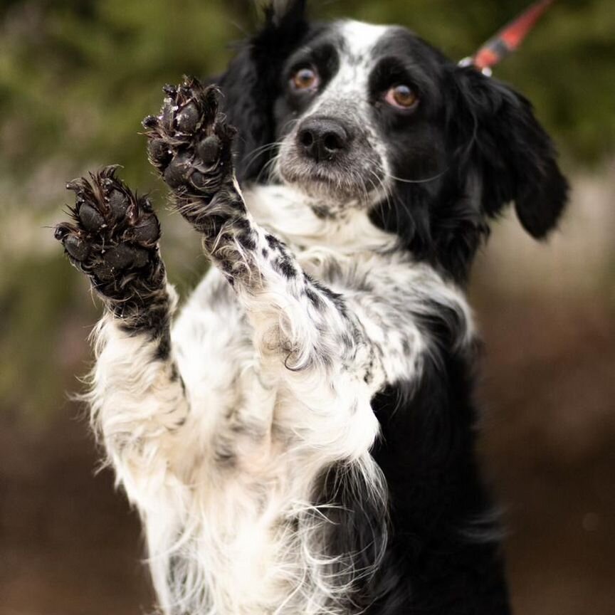 Собака в добрые руки бесплатно (счастье)