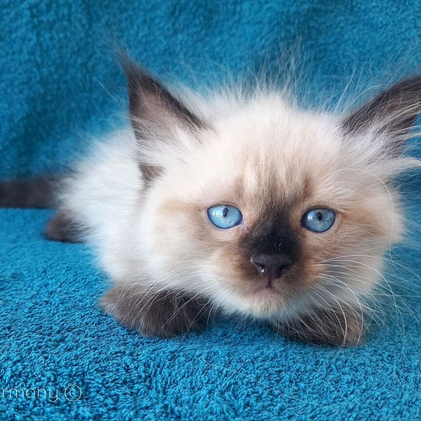 Котенок Гав