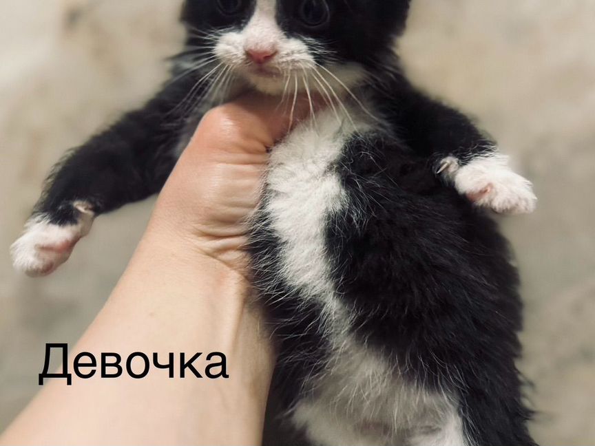 Маркизный котенок девочка