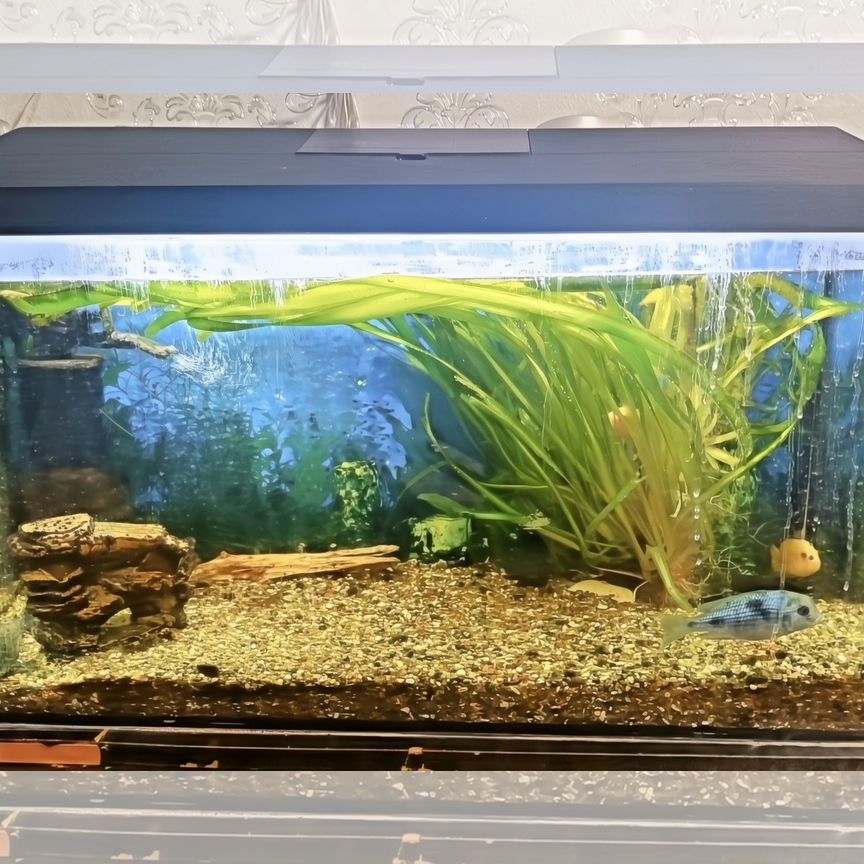 Аквариум с рыбками