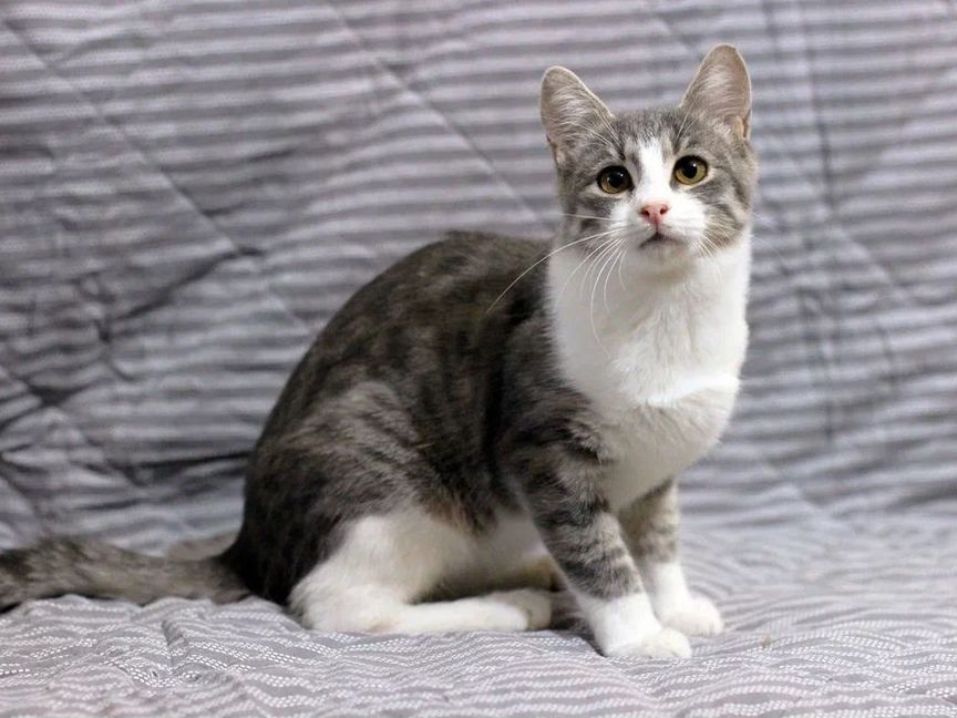 Серенькая красавица Шерри