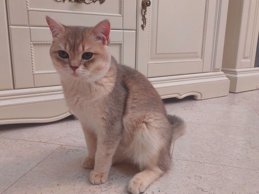 Британский кот