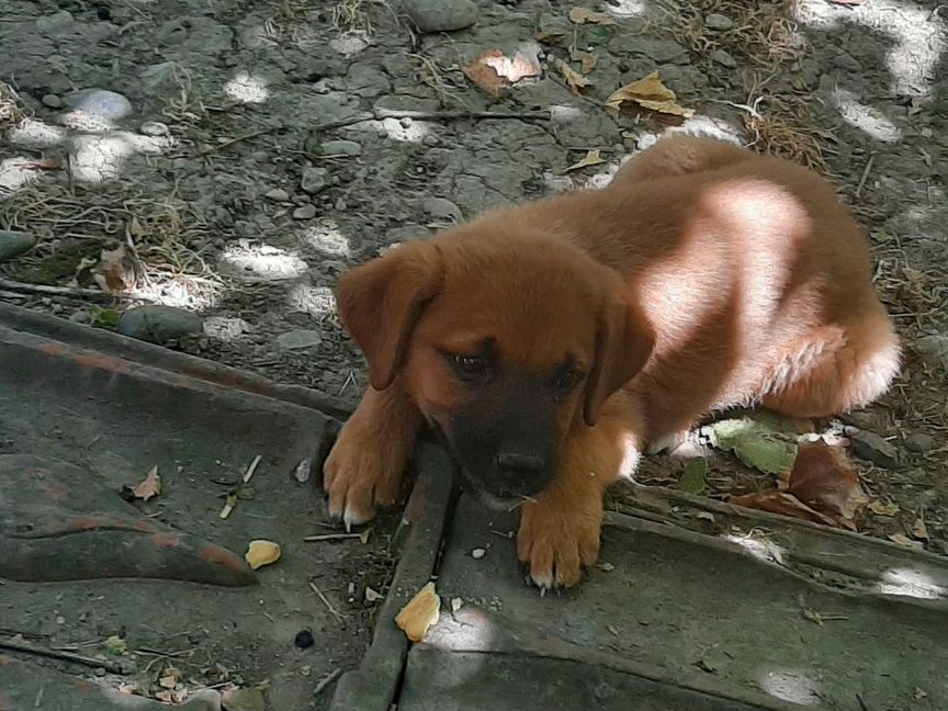 Собачка в добрые руки