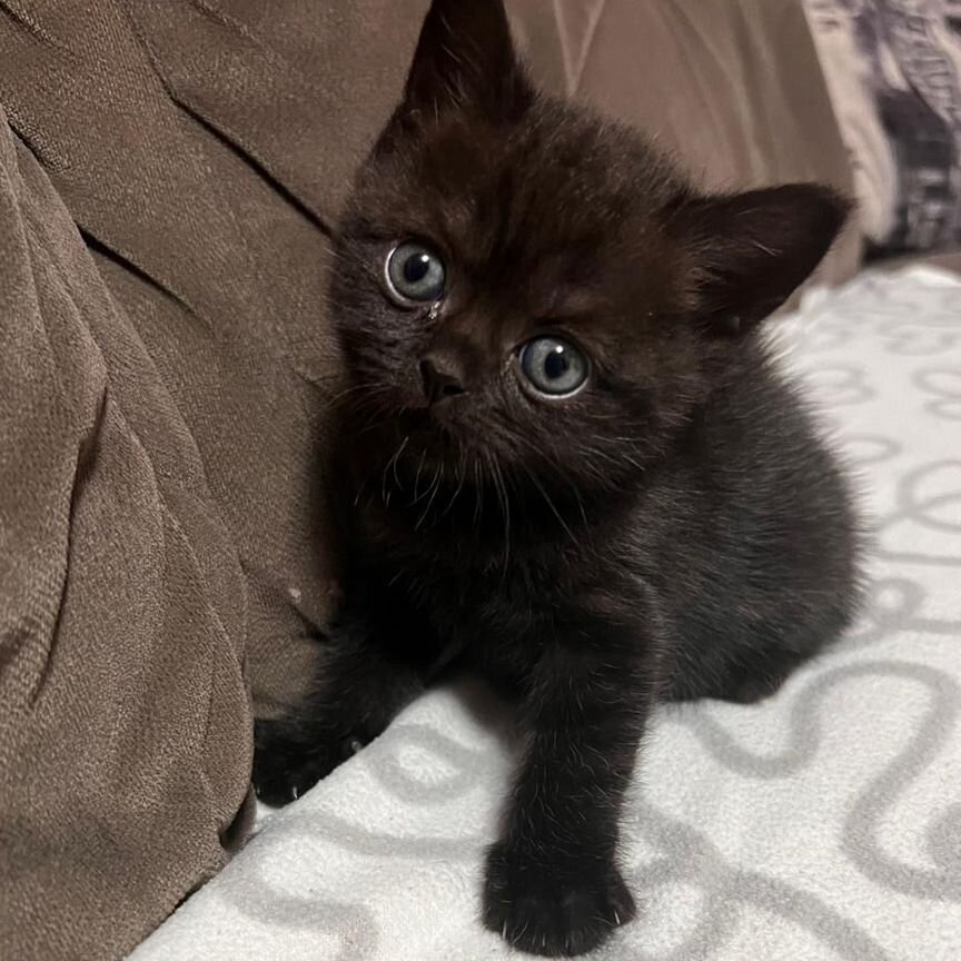 Котенек шотланский прямоухий