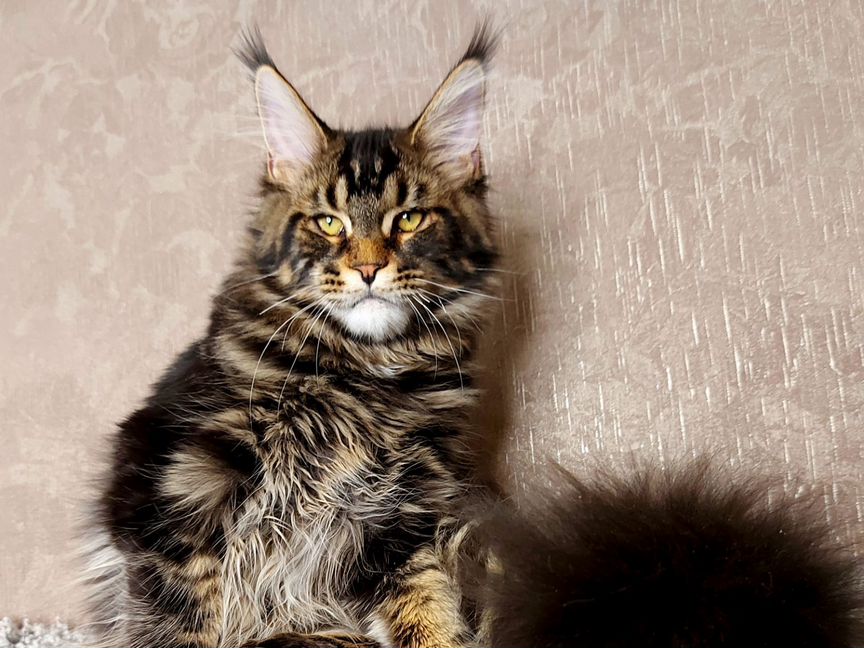 Мейн-кун котенок лесного окраса