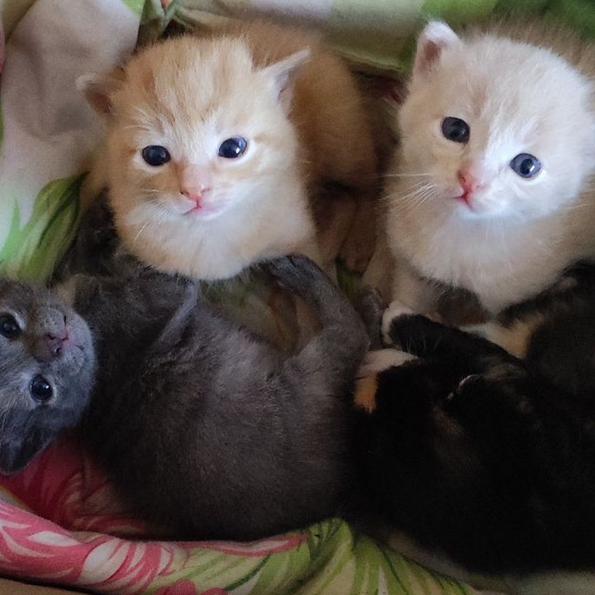 Котята в добрые руки