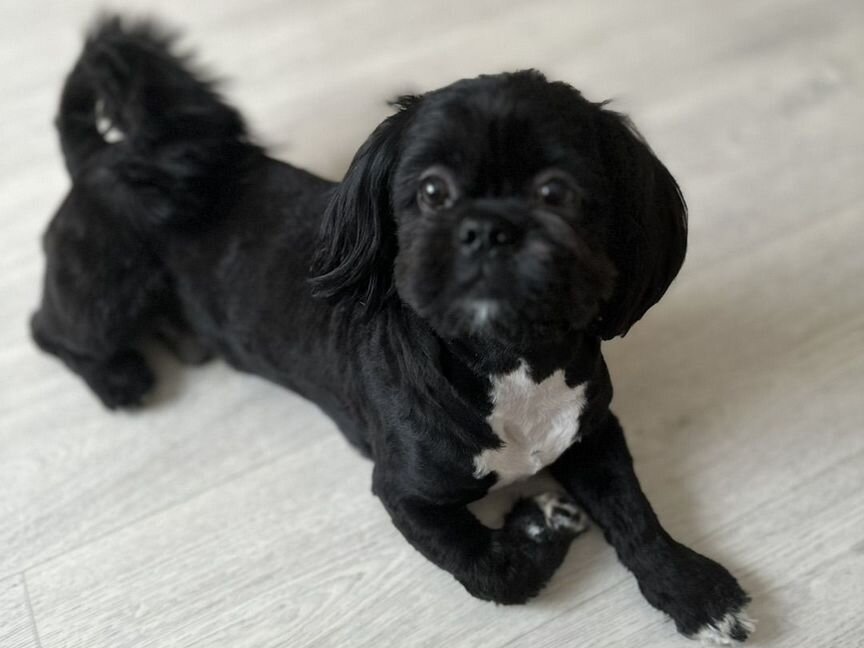 Отдам собаку в добрые руки