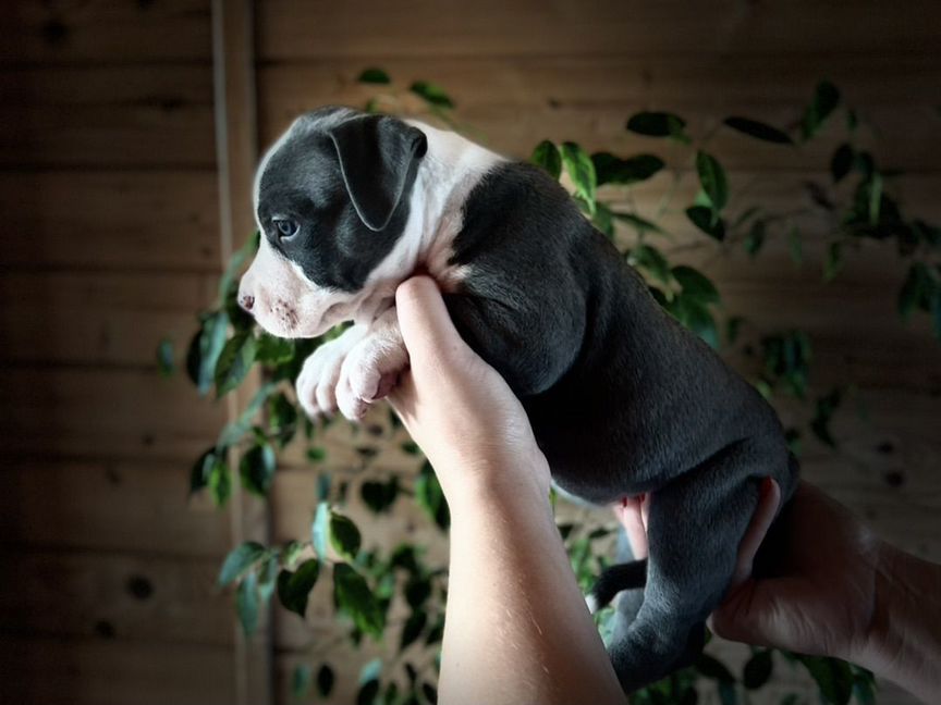 Маленький голубой стаффик