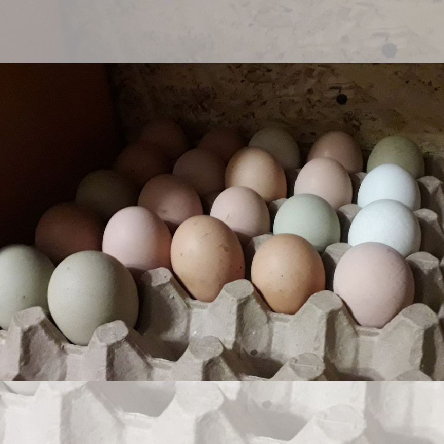 Инкубационное яйцо кур несушек