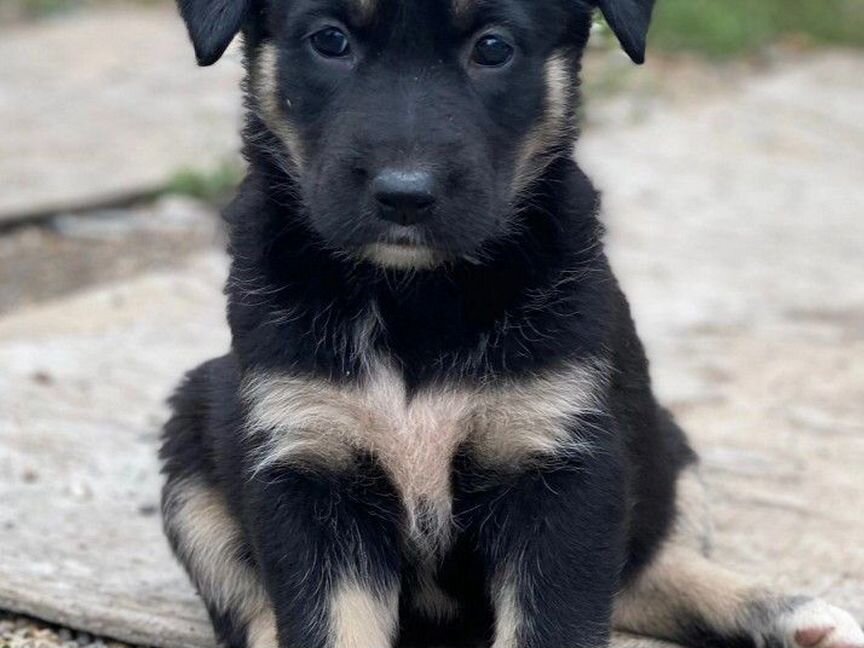 Щенок в добрые руки