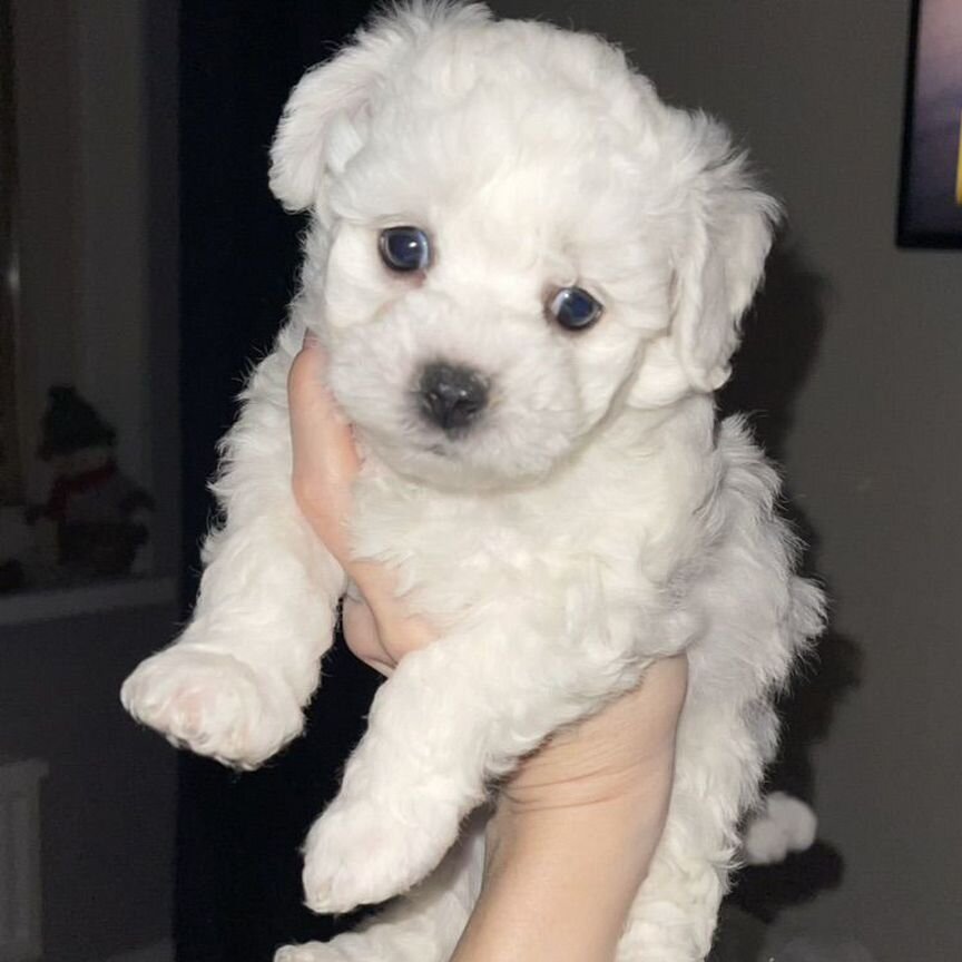 Той-пудель девочка белая малютка