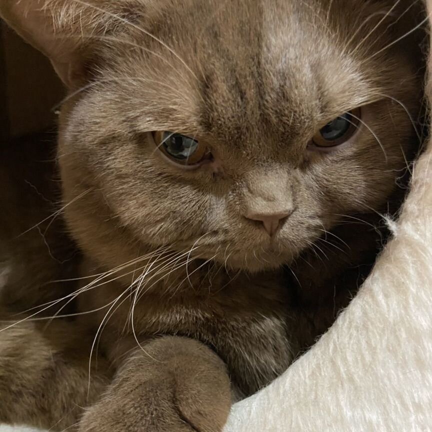 Британский кот