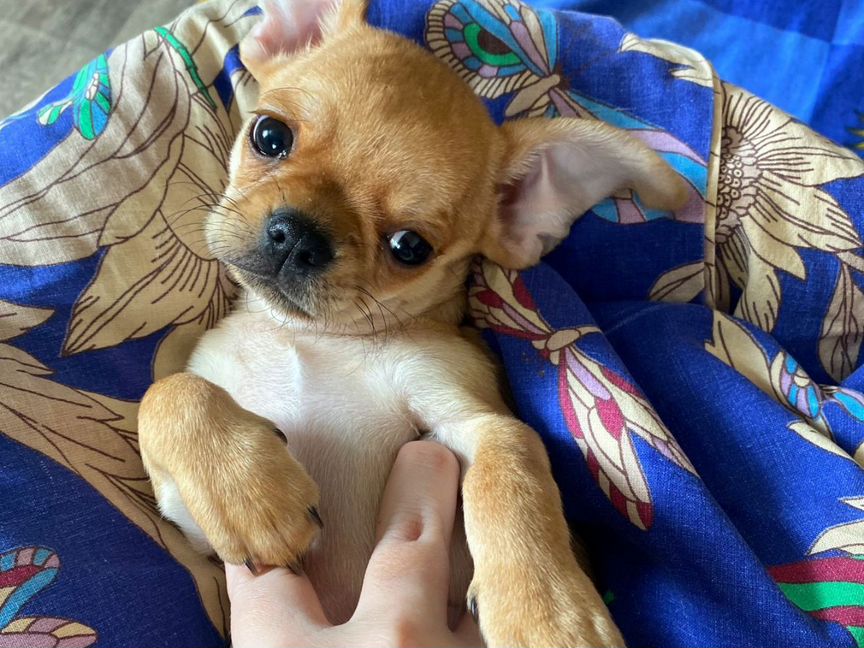 Милашки чихуашки