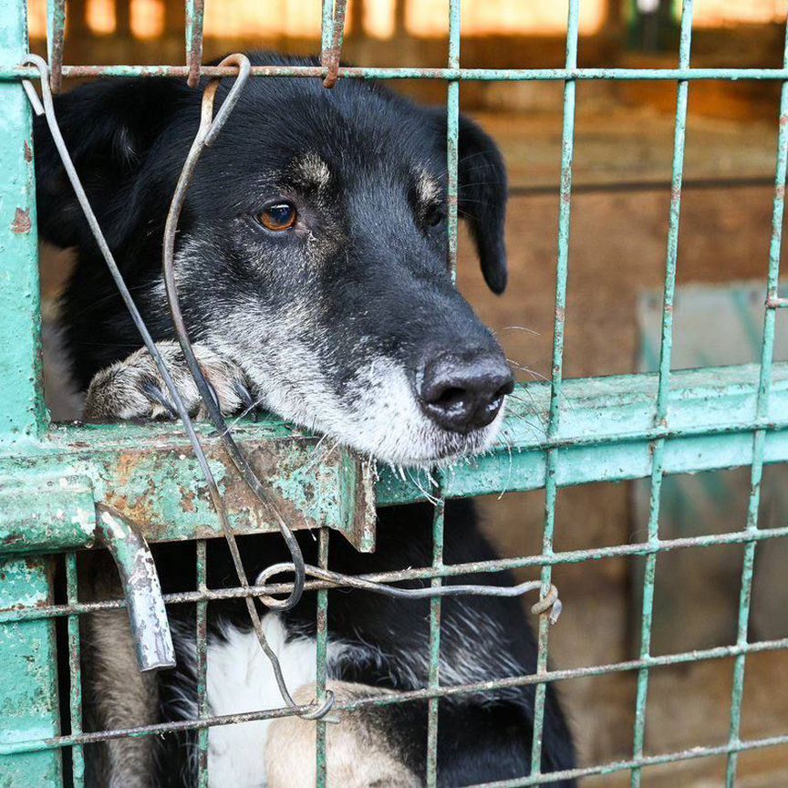 4745 дней или 13 лет ожидания