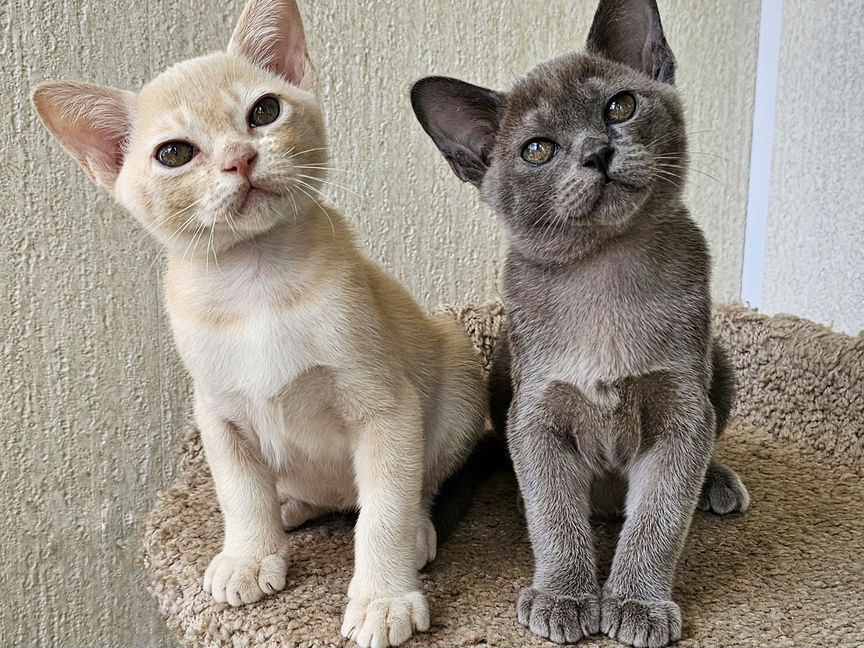 Бурманские котята