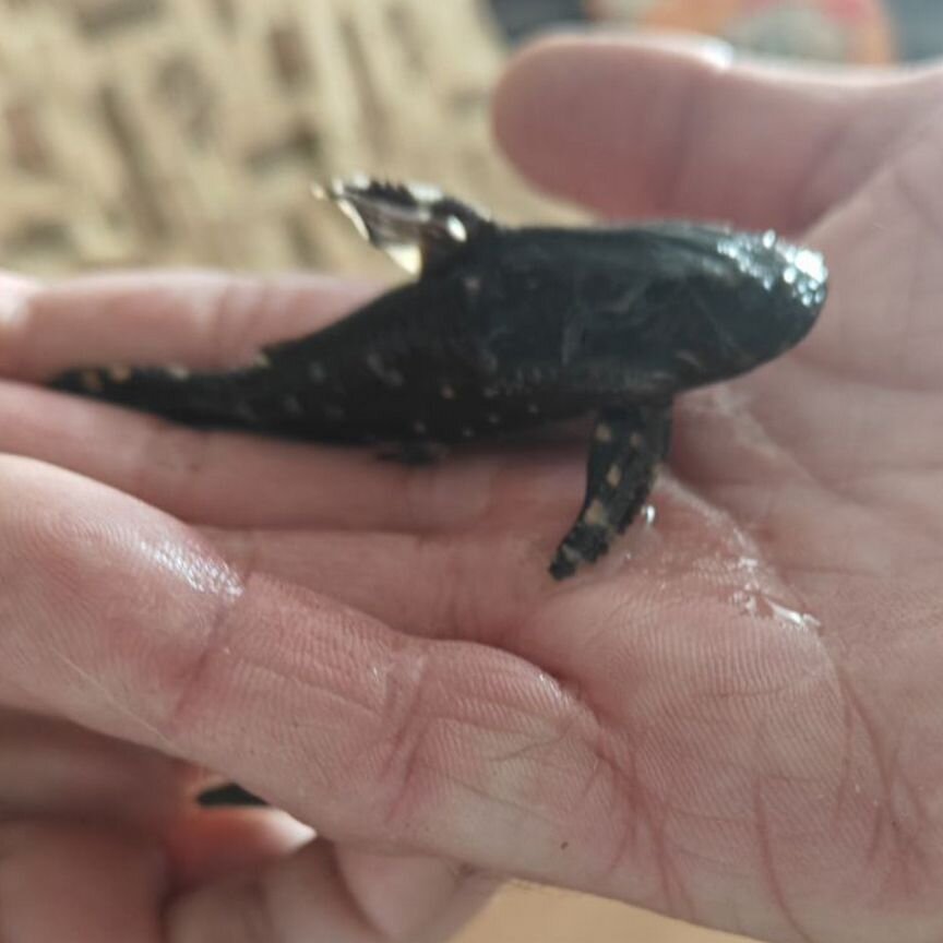 Агамикс сом