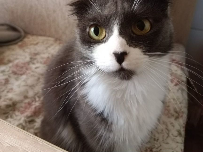 Кошка 1.5 года