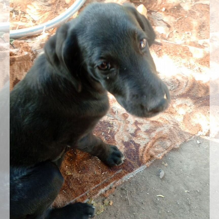 Отдам щенка в добрые руки девочка меш. спаниель