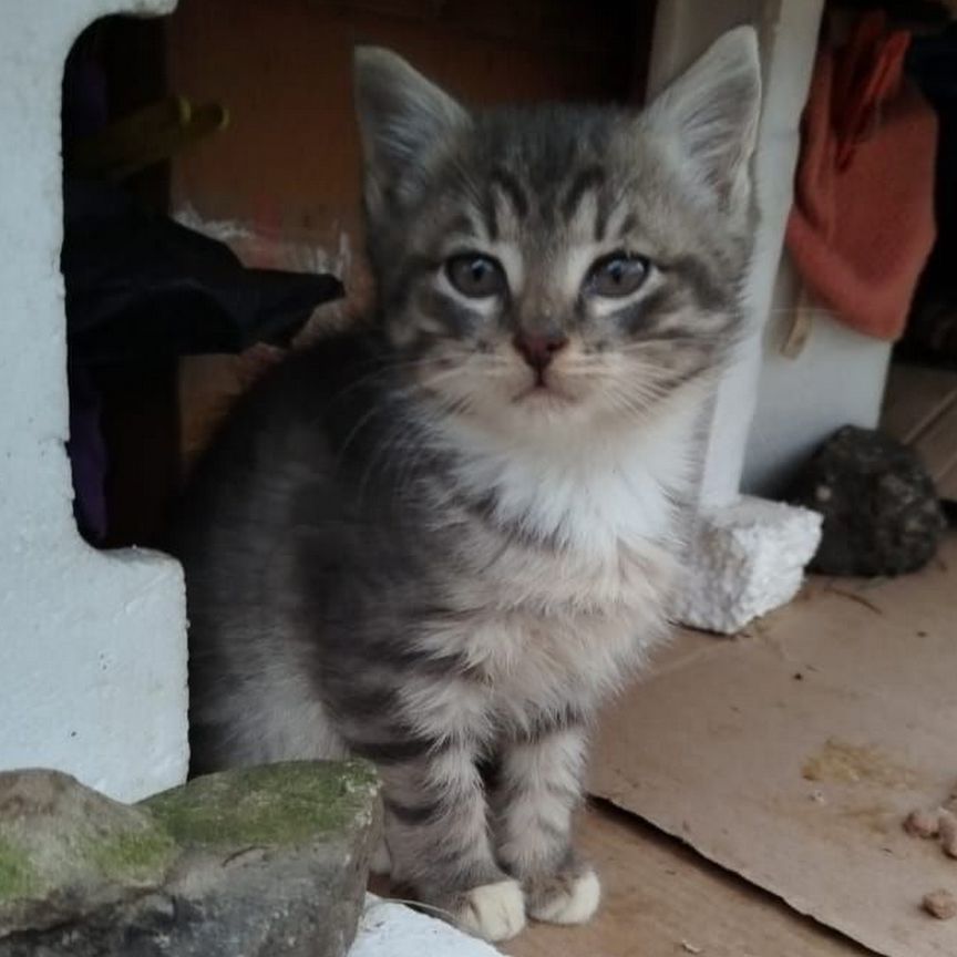 Котёнок в добрые руки