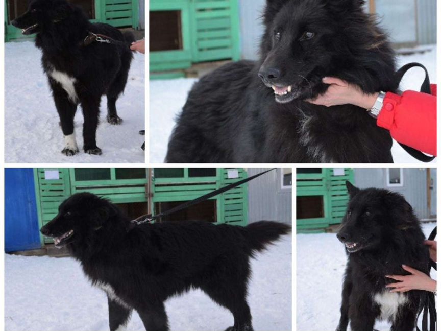 Чёрный принц