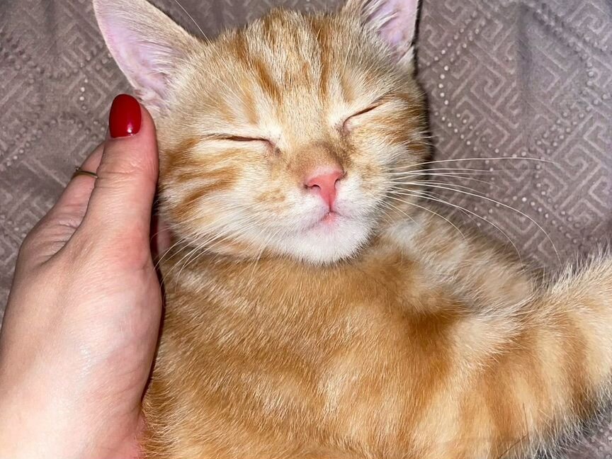 Кот Жорик