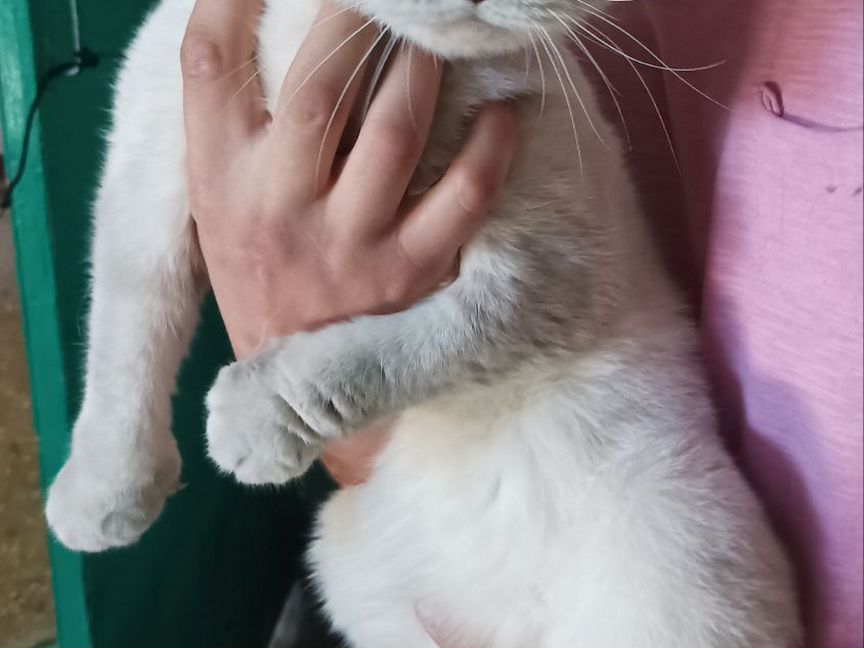 Котик вислоухий