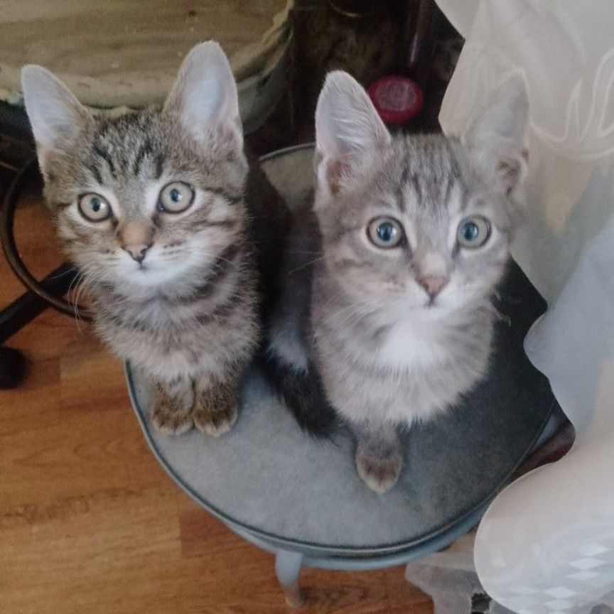 Котики. (Мальчишки красавцы)