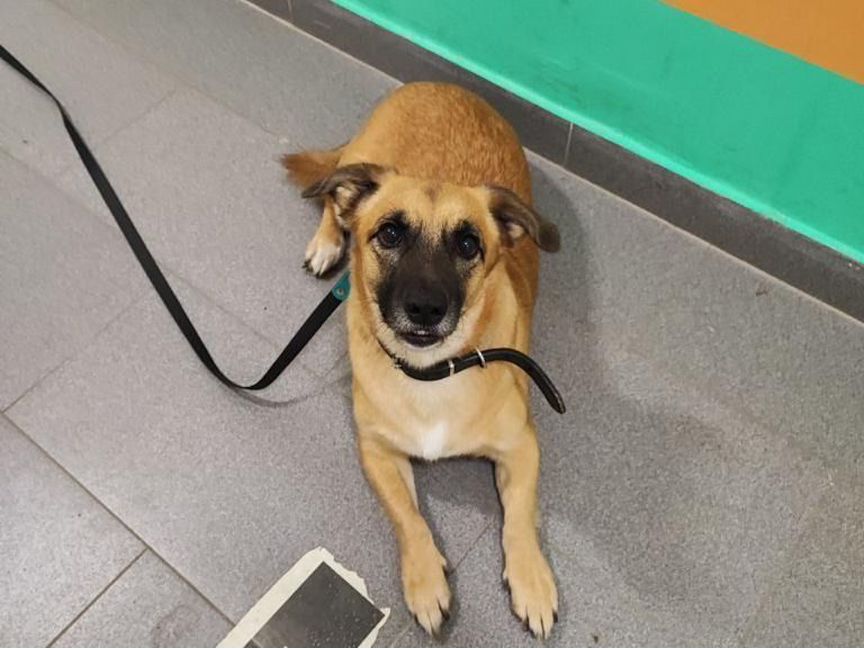 Небольшой песик Тобби 2 года ищет дом