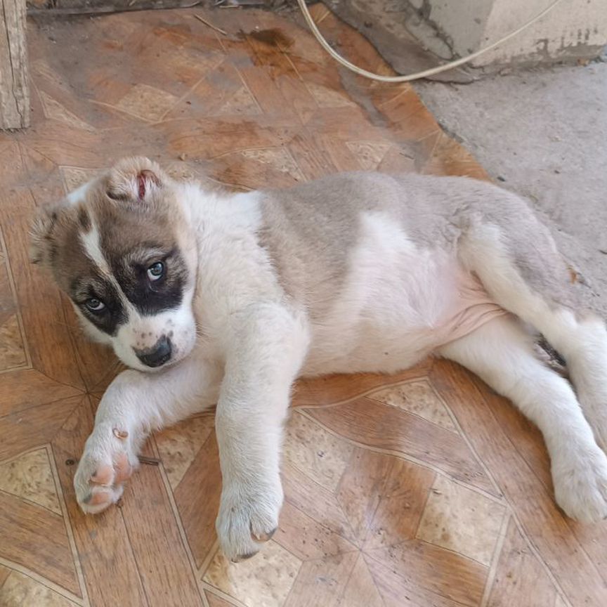 Щенки Алабая продажа