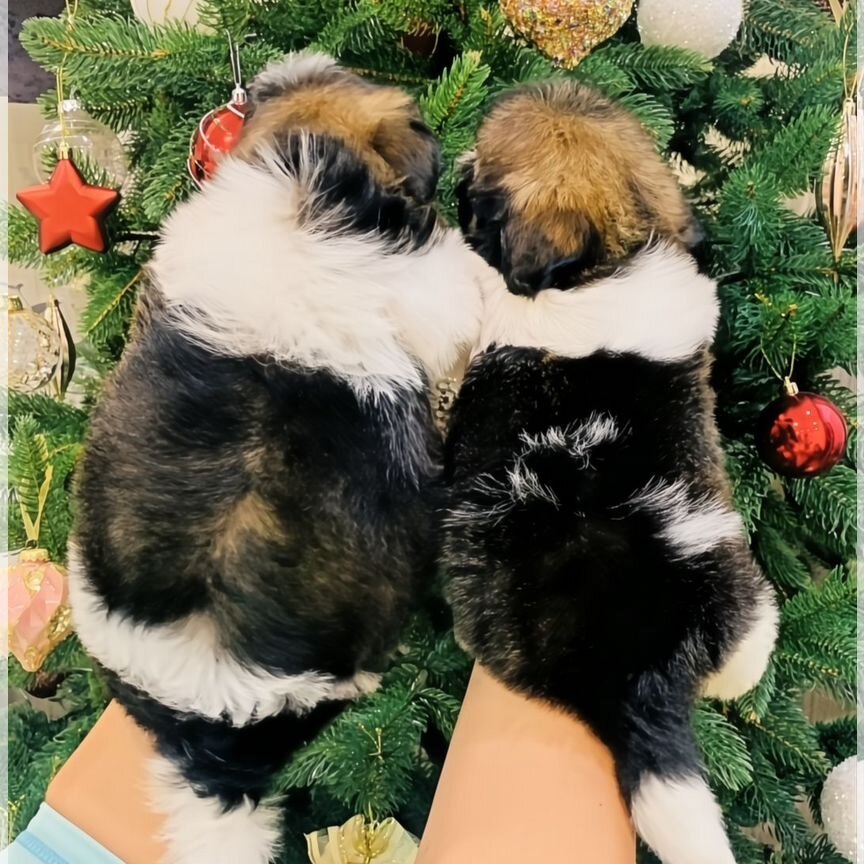 Ши-тцу, щенок