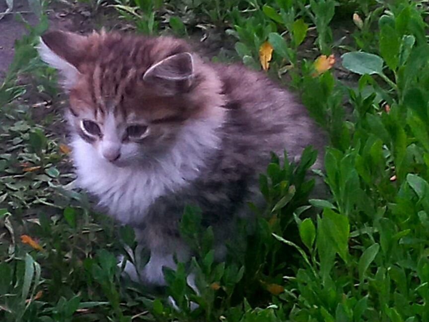 Котейки ищут человекодруга