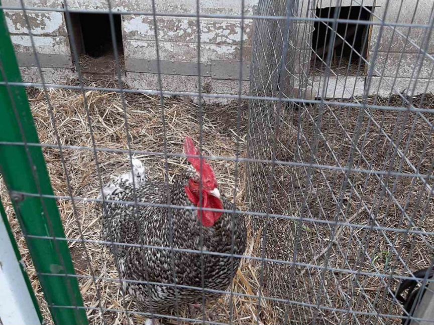 Петух Мехеленская кукушка