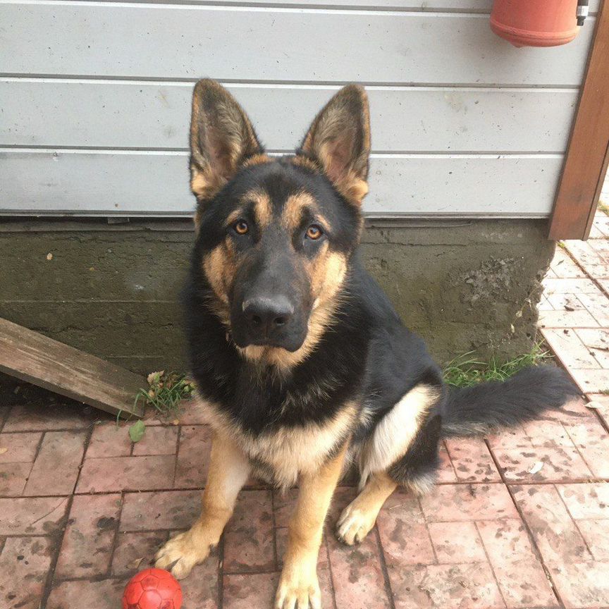 Вязка кобель