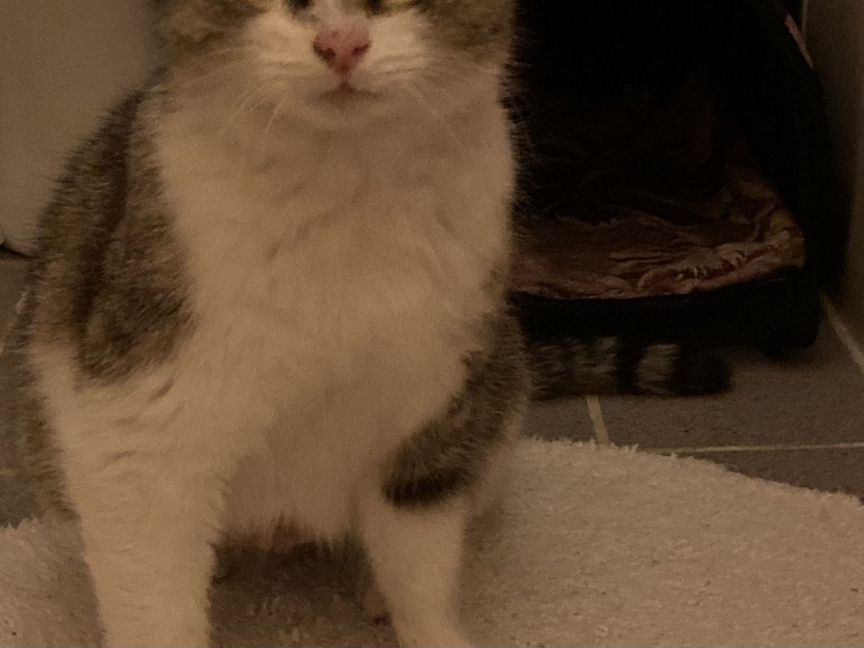 Кошка в добрые руки