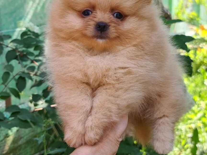 Померанский шпиц девочка