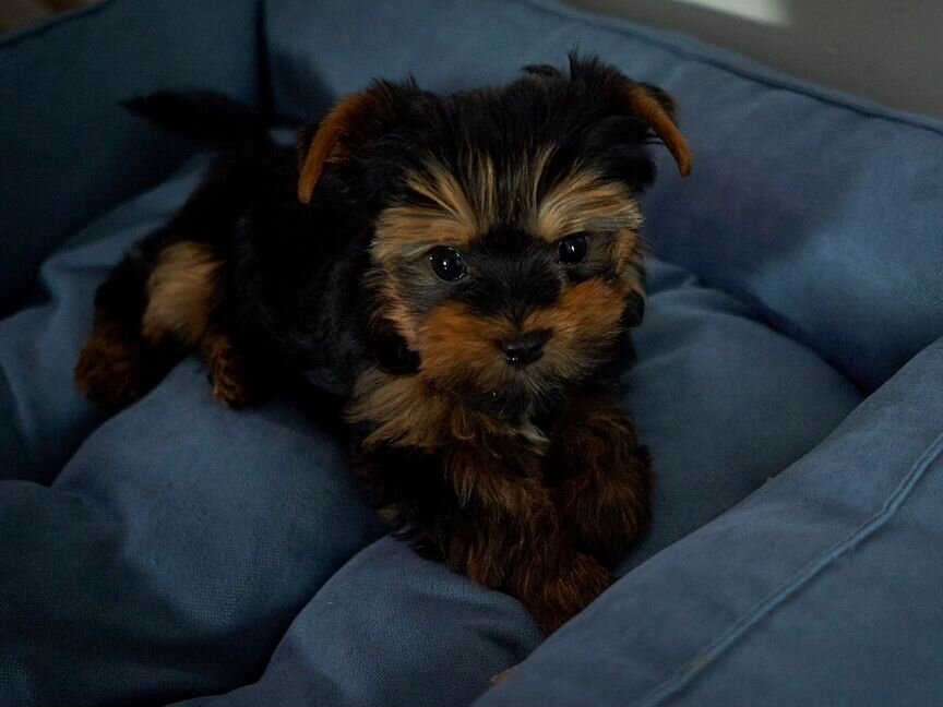 Йоркширский терьер