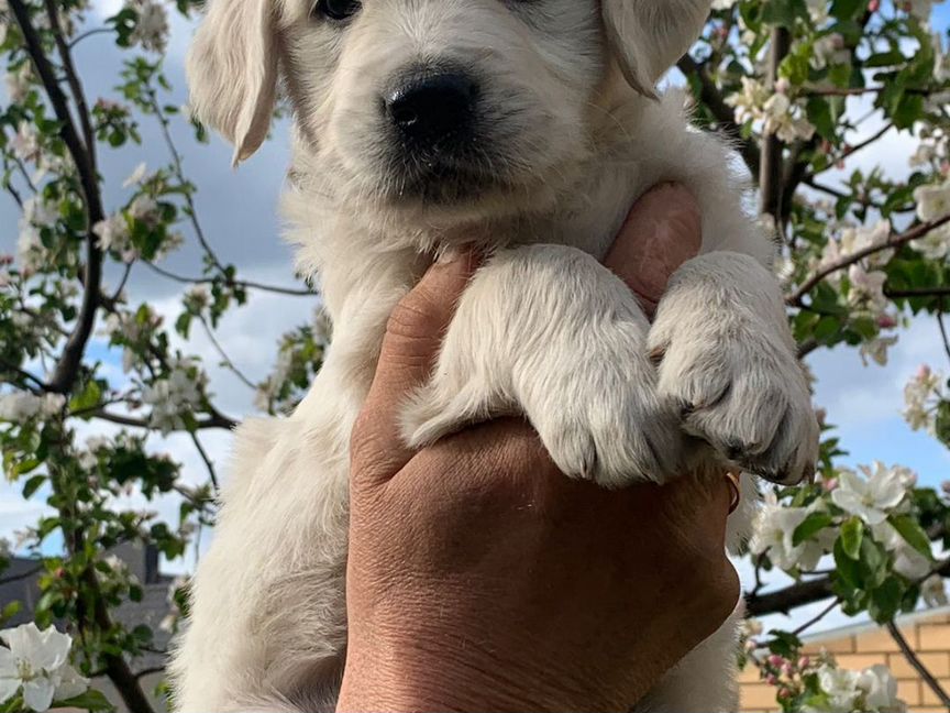 Golden retriever, щенки
